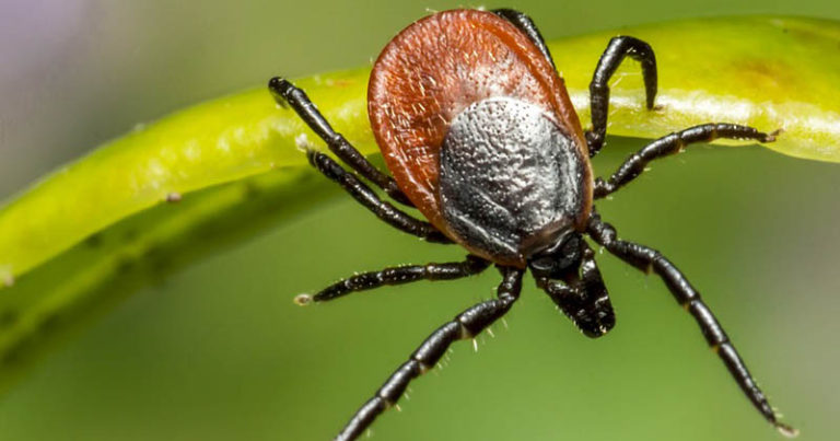 What Are Tick Tubes and Do They Work? - Mom Goes Camping