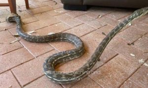 How to Tell if a Snake Is About to Strike - Mom Goes Camping