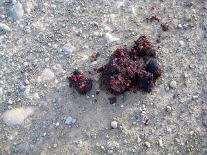 How to Keep Bears Away from Campsite: 9 Rules to Stay Safe - Mom Goes ...